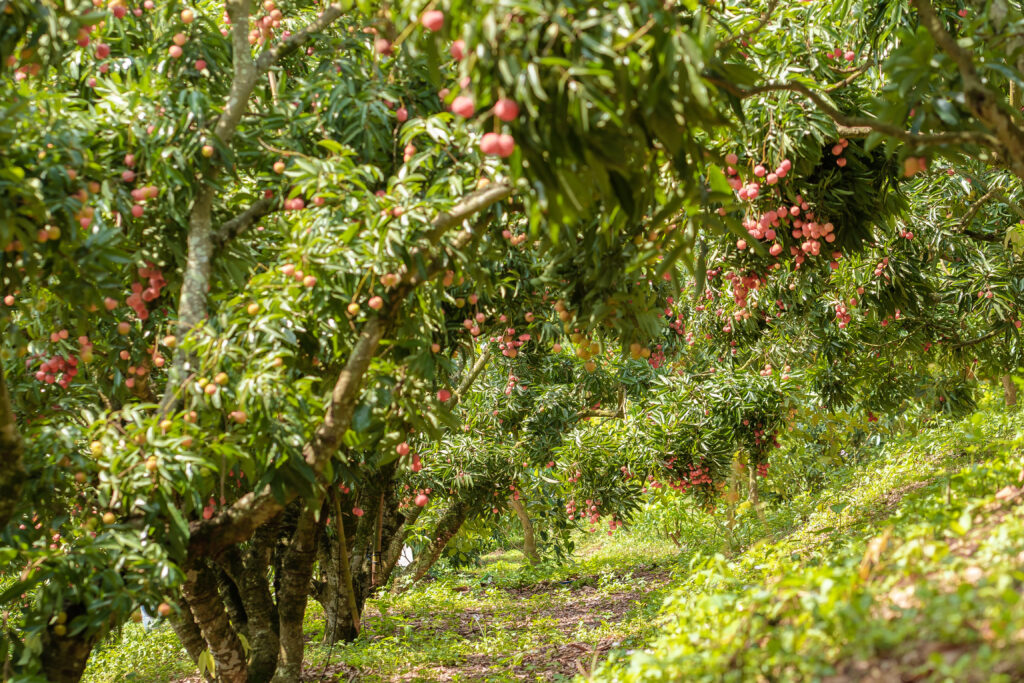 Trang chủ - SGO Travel DMC