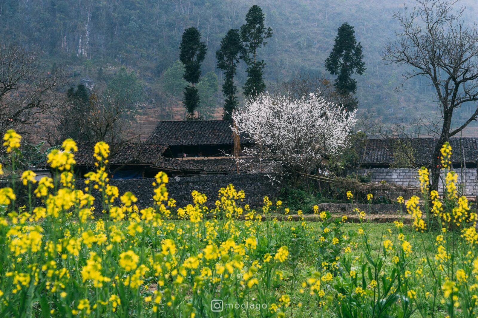 Trang chủ - SGO Travel DMC